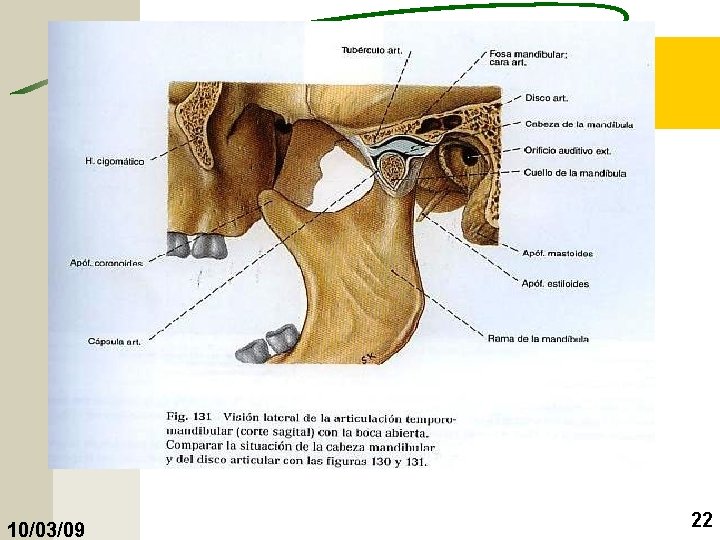 100309 1 10 MSCULOS DE LA MASTICACIN 100309
