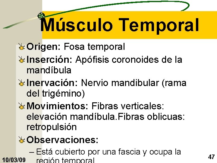 100309 1 10 MSCULOS DE LA MASTICACIN 100309