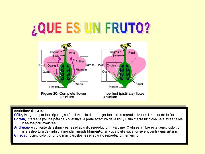 verticilos florales Cliz integrado por los spalos su