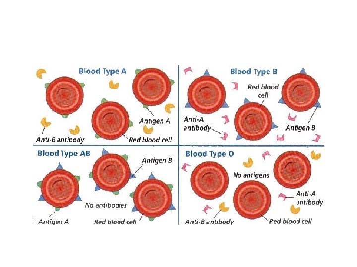 Codominant vs Incomplete Dominant Whats the difference Beyond