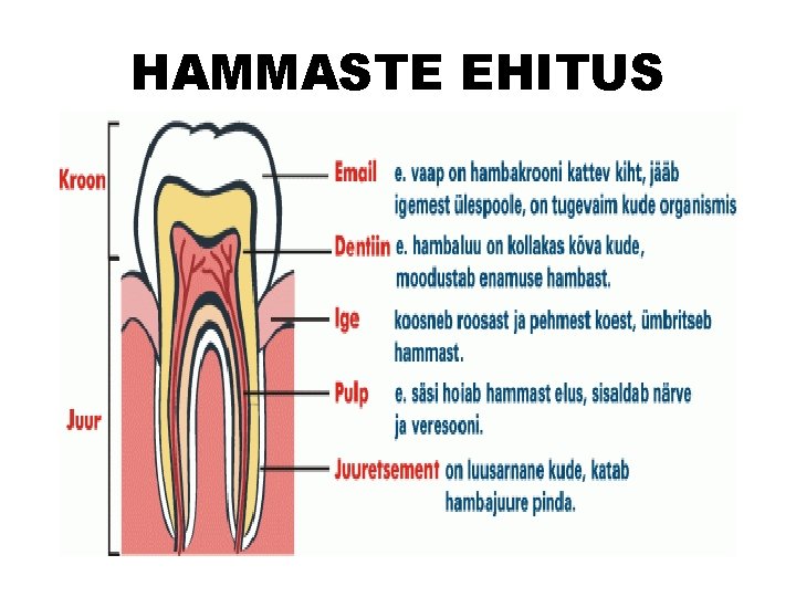 HAMMASTE HOOLDAMINE 5 klass Katrina Tammistu 1 2