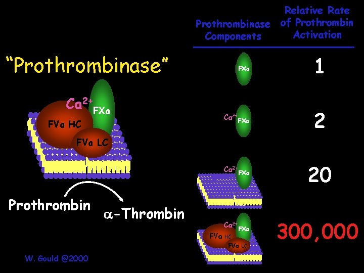 Structural Biology What does 3 D tell us