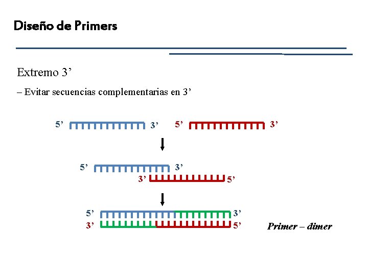 Introduccin al Diseo de Primers Lic Giorgio Martn