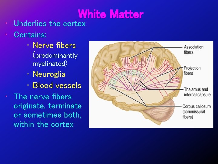 Cerebrum White Matter Medulla Dr Zeenat Zaidi White