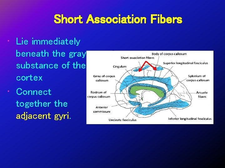 Cerebrum White Matter Medulla Dr Zeenat Zaidi White
