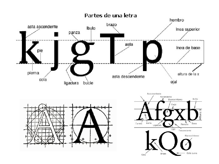 Anatoma y Clasificacin tipogrfica la letra al servicio