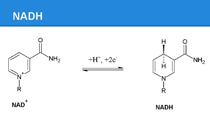 Introduction to Carbohydrates and Glycolysis Nicole Catterlin P