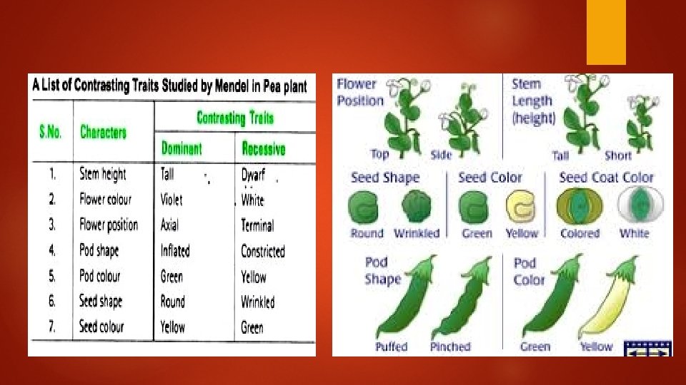 Mendels Laws MRS ASHA RAMDAS BIDKAR DEPT ZOOLOGY