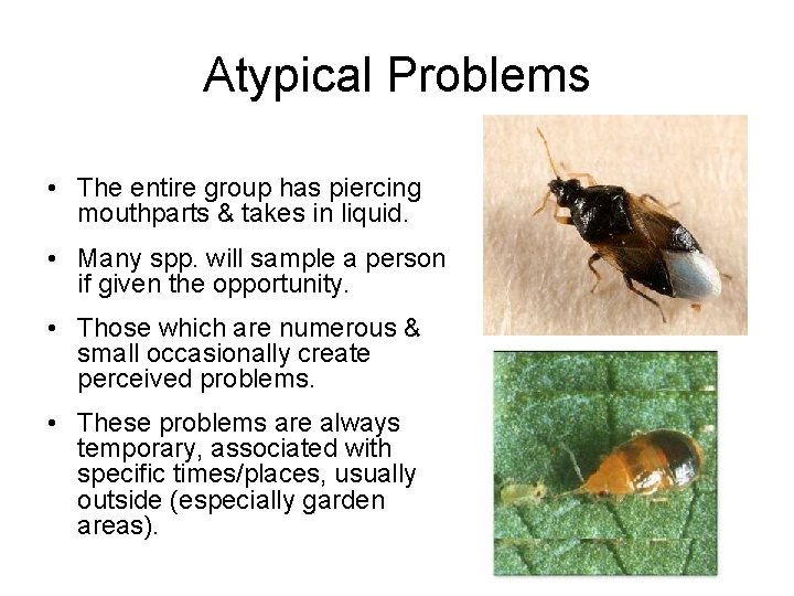 True Bugs Announcements Read Chapter 6 Lice FIRST