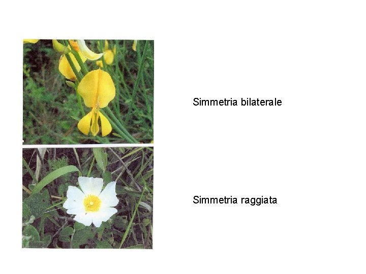 LO SVILUPPO DEL FIORE Struttura schematica di un