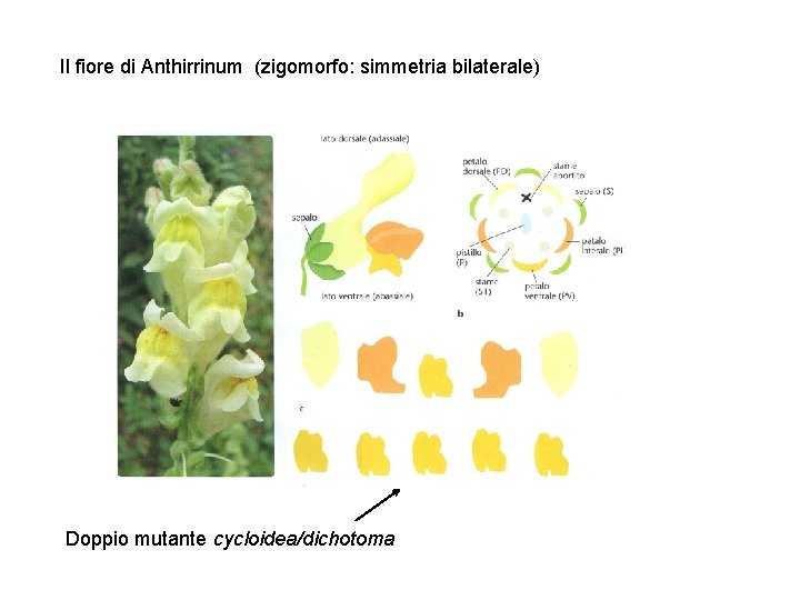 LO SVILUPPO DEL FIORE Struttura schematica di un