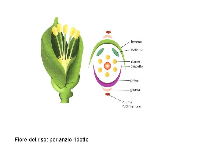 LO SVILUPPO DEL FIORE Struttura schematica di un