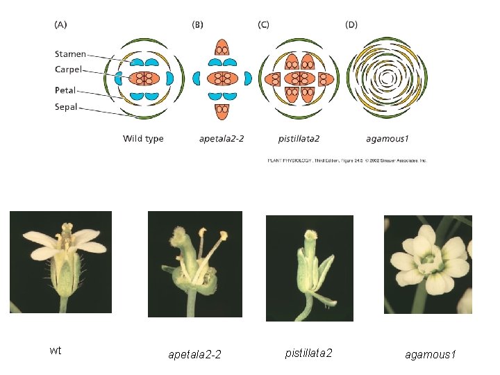 LO SVILUPPO DEL FIORE Struttura schematica di un