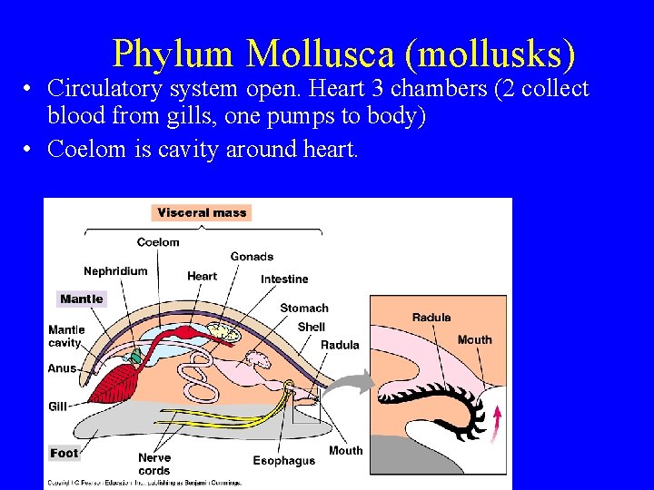 Coelomates Mollusks and Annelids Coelomates Eucoelomates Have body