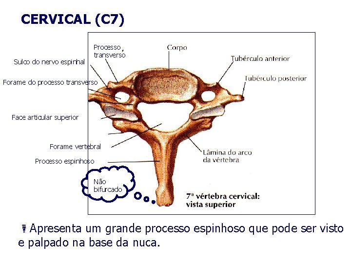 Coluna Vertebral Vrtebras FUNO Proteo medula espinhal Sustenta