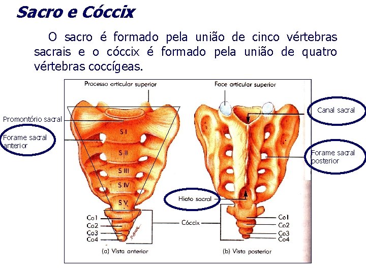 Coluna Vertebral Vrtebras FUNO Proteo medula espinhal Sustenta