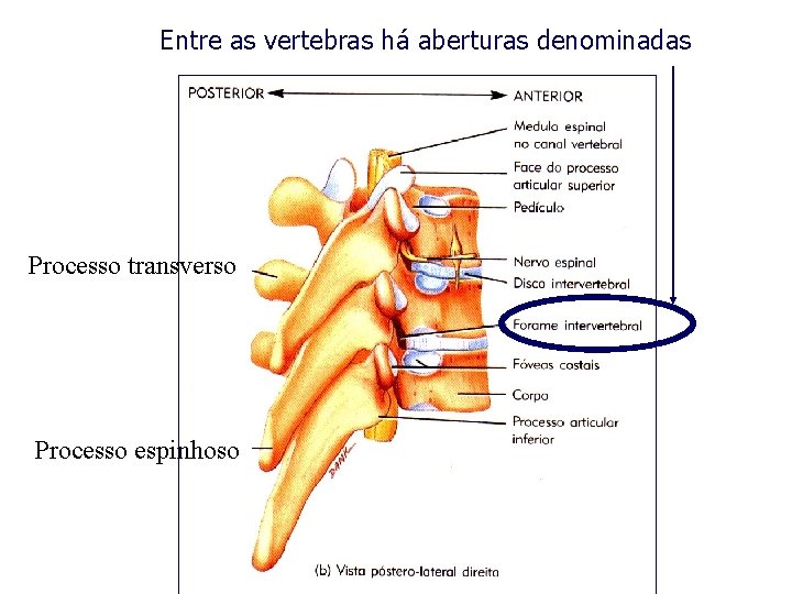 Coluna Vertebral Vrtebras FUNO Proteo medula espinhal Sustenta