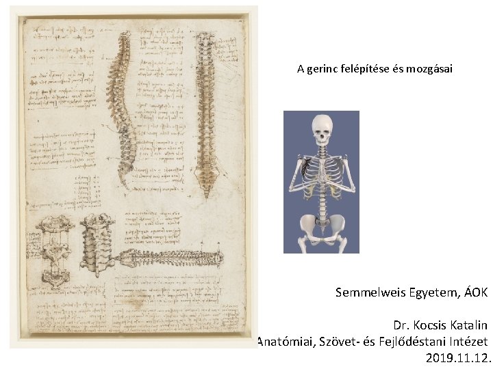 A gerinc felptse s mozgsai Semmelweis Egyetem OK