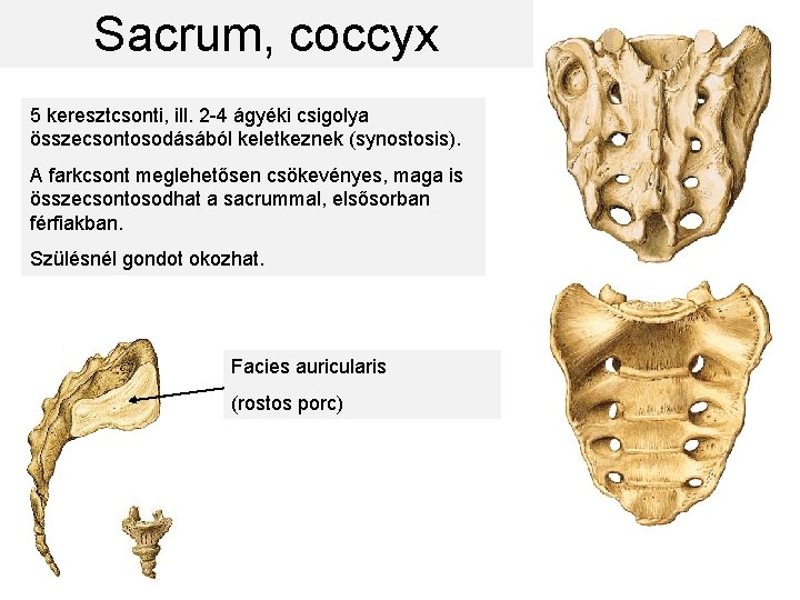 A gerinc felptse s mozgsai Semmelweis Egyetem OK