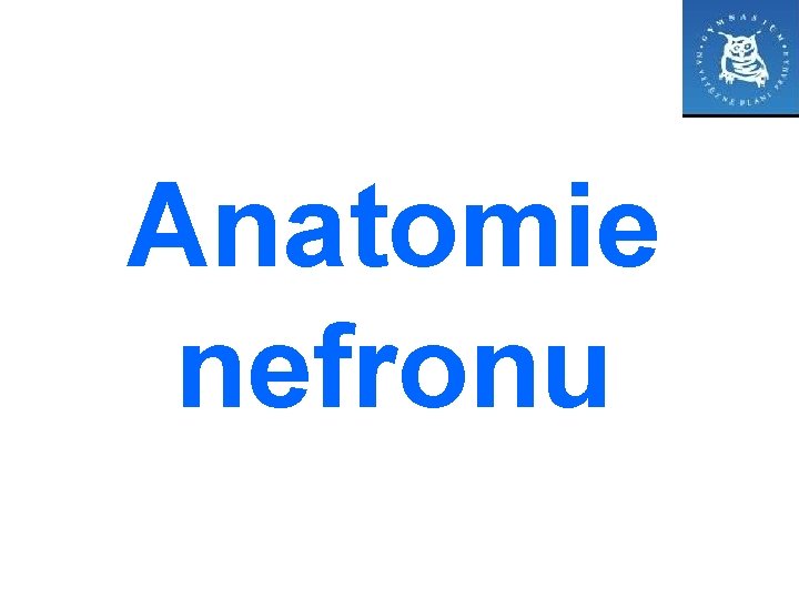 Anatomick stavba ledvin C Mgr Martin md Uloen