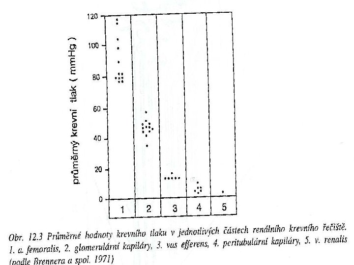 Anatomick stavba ledvin C Mgr Martin md Uloen