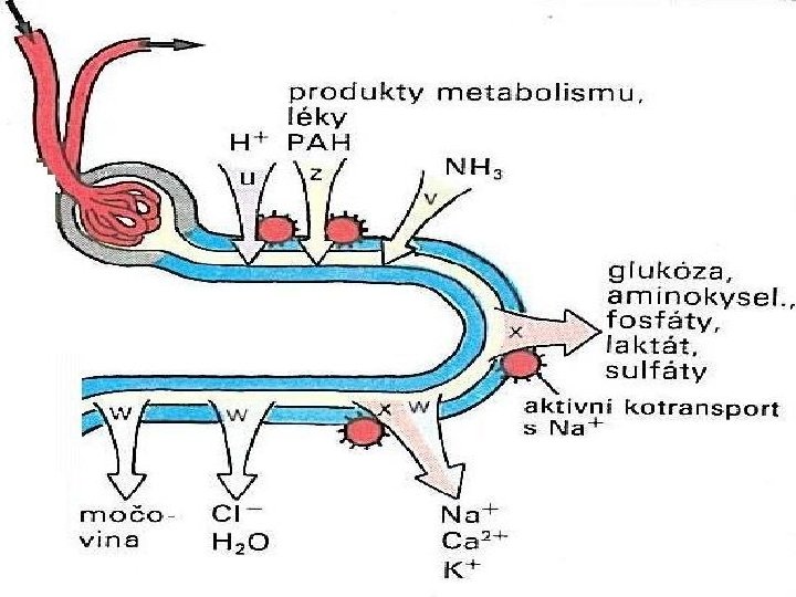 Anatomick stavba ledvin C Mgr Martin md Uloen