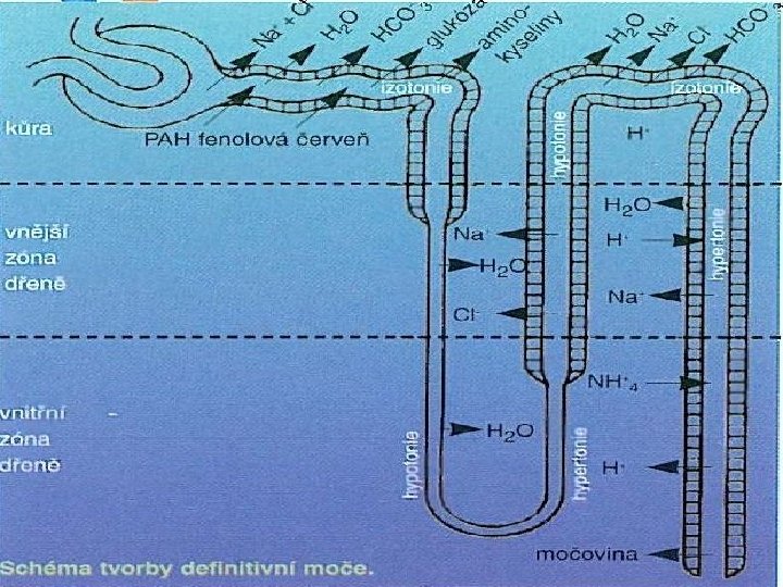 Anatomick stavba ledvin C Mgr Martin md Uloen