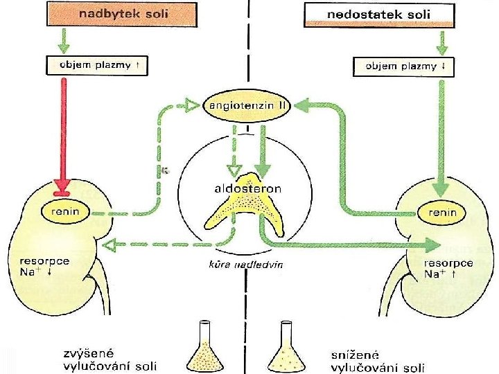 Anatomick stavba ledvin C Mgr Martin md Uloen