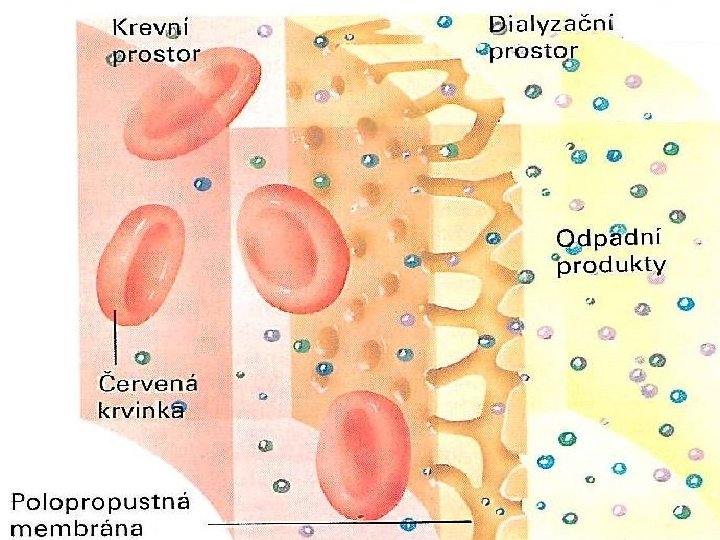 Anatomick stavba ledvin C Mgr Martin md Uloen