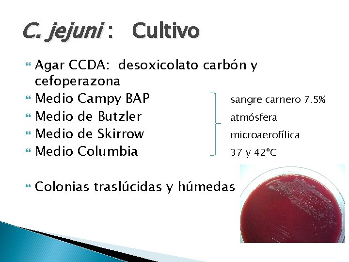 Campylobacter spp Helicobacter pylori Microbiologa I2011 M Paz