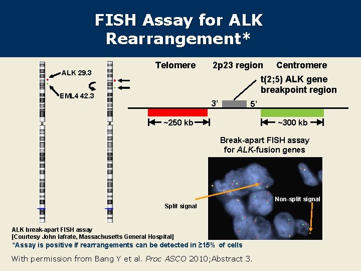 Clinical Activity of the Oral ALK Inhibitor Crizotinib