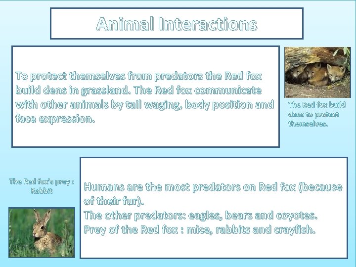 The Red fox By Karam Alsalih Animal Facts