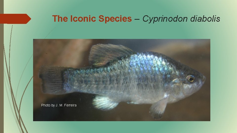 Battle Against Extinction The Desert Fishes Council legacy