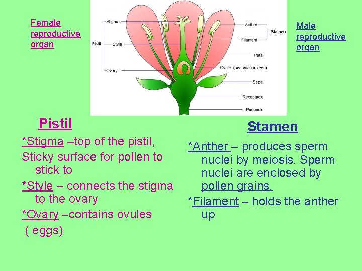 Reproduction in Flowering Plants Mrs Zemcik Living Environment