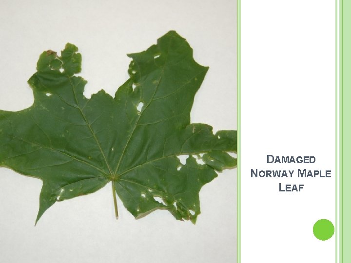 COMPARISON OF INSECT AND FUNGAL DAMAGE TO LEAVES