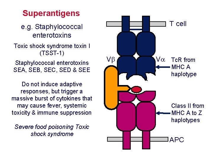 Topic 7 T Cell Development Repertoire Selection and