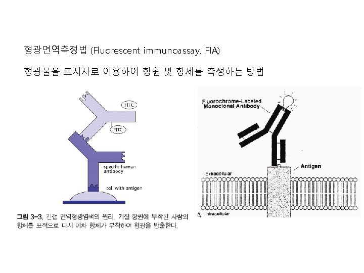 Immunoassay Precipitation Manual Double immunodiffusion Automation ...