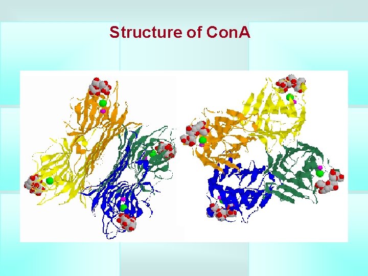 Carbohydrate Binding Proteins BCH 8130 Gerardo AlvarezManilla Carbohydrates