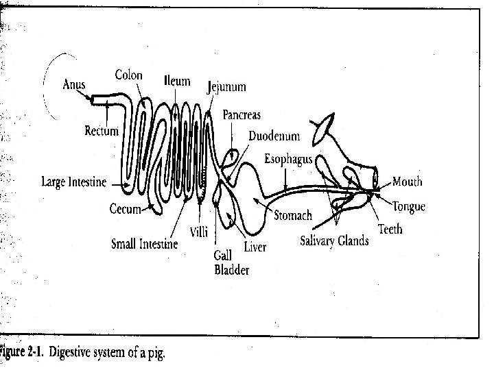 Ruminant Digestion 11232020 1 Different Digestive Systems n
