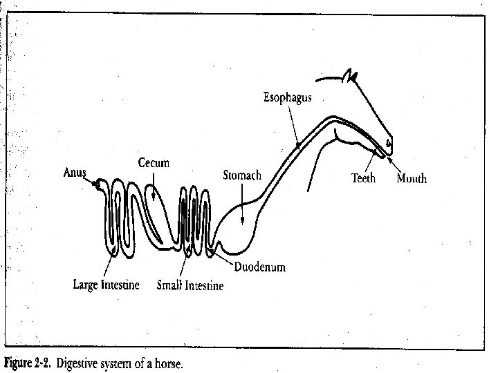 Ruminant Digestion 11232020 1 Different Digestive Systems n