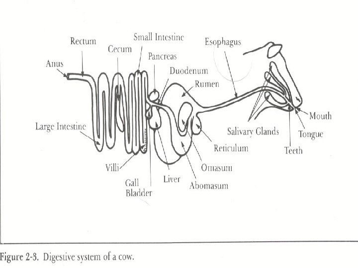 Ruminant Digestion 11232020 1 Different Digestive Systems n