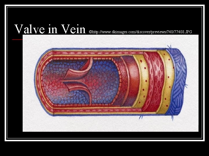 Cardiovascular Disease Blood Vessels Diagram of the Heart