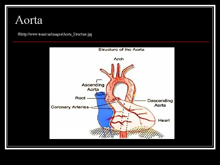 Cardiovascular Disease Blood Vessels Diagram of the Heart