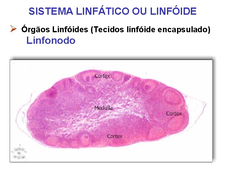 SISTEMA LINFTICO constituise em vasos linfticos tecidos e