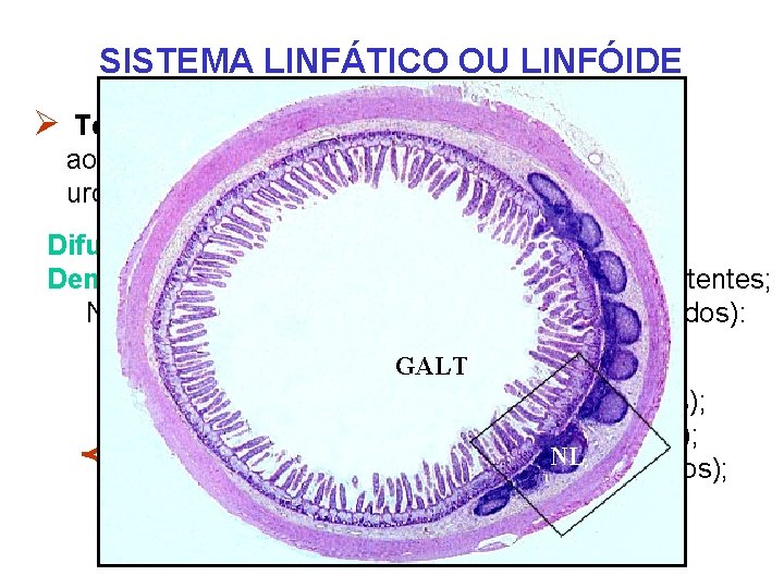 SISTEMA LINFTICO constituise em vasos linfticos tecidos e