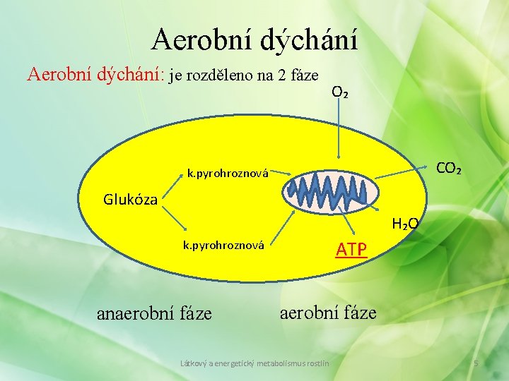 Ltkov a energetick metabolismus rostlin Dchn Tento projekt