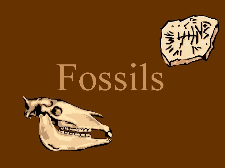 Fossils What are fossils The remains of once