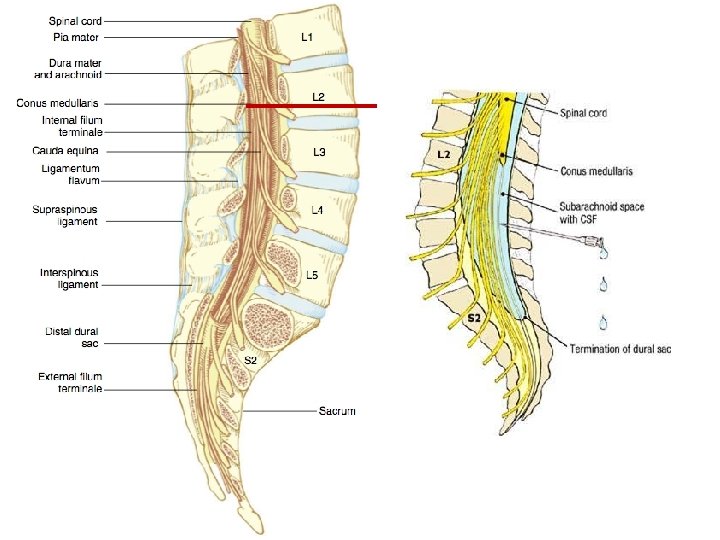 Anatomie II Anatomie I Anatomie II The Nobel
