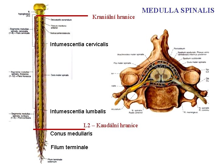 Anatomie II Anatomie I Anatomie II The Nobel