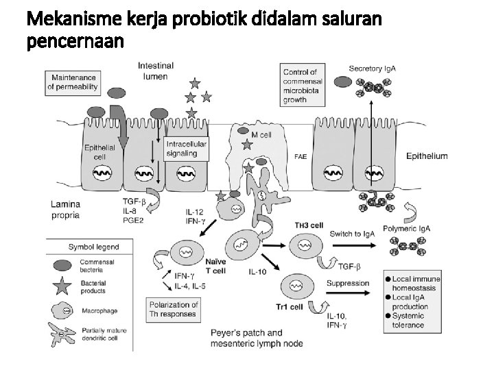 PENGARUH SUPPLEMENTASI PROBIOTIK DAN SELENIUM TERHADAP NEUTROPHIL ...